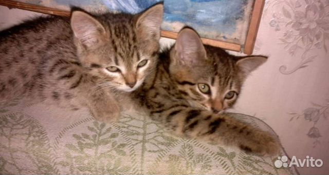 Котята в добрые руки