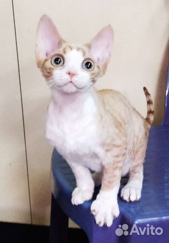 Котята девон-рекс