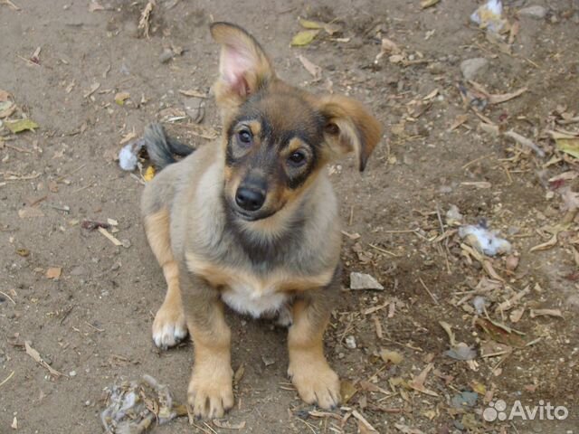 Ищет дом щеночек Буч