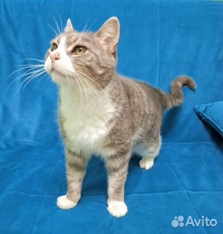 Котик ищет дом