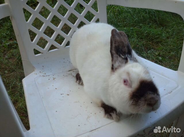 Самка Калифорнии