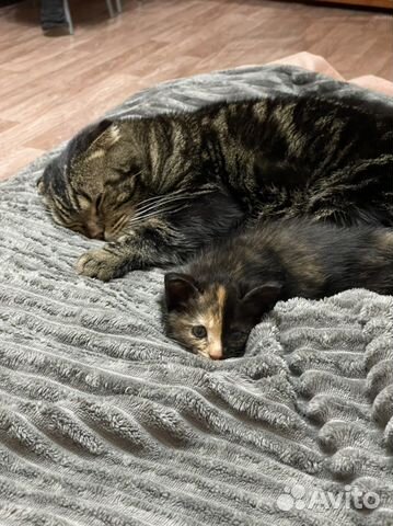 Черепаховый котенок