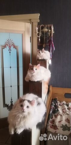 Шотланский котенок