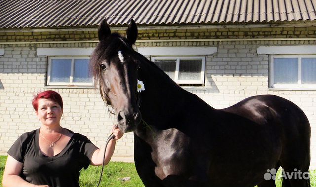 Американский рысак