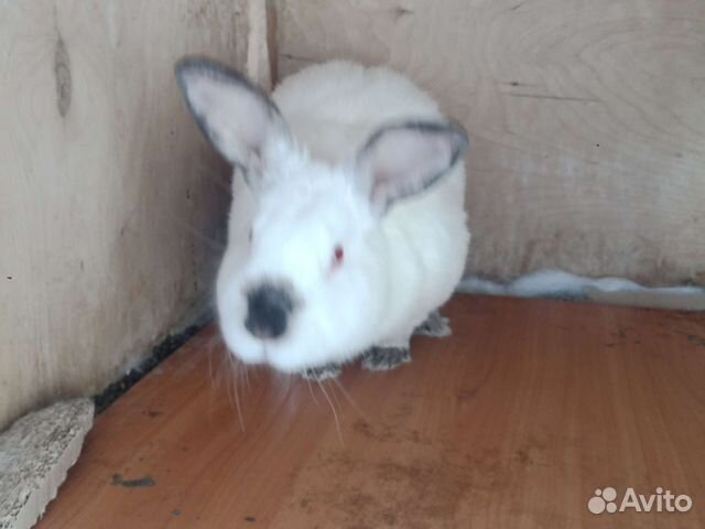 Кролик Бася