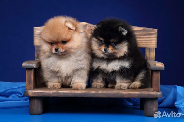 Мальчишки померанцы