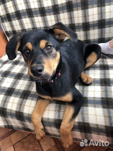 Собаки бесплатно в добрые руки щенки