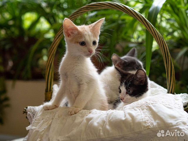 Котята в добрые руки