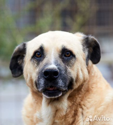 Добродушный пес Робин