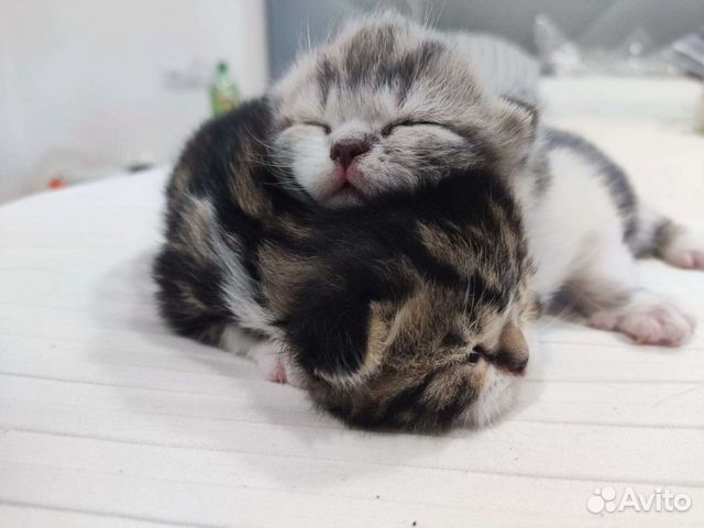 Шотландские вислоухие котята