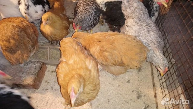 Цыплята подрощенные породные