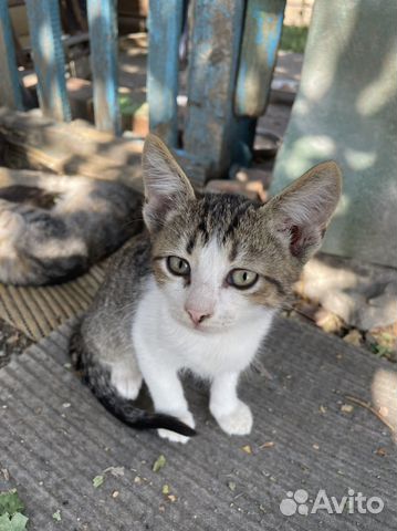 Котенок в добрые руки