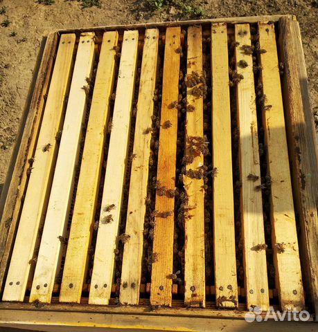 Пчелы итальянка