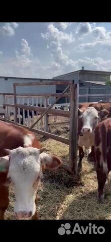 Тёлки герефорд на разведение