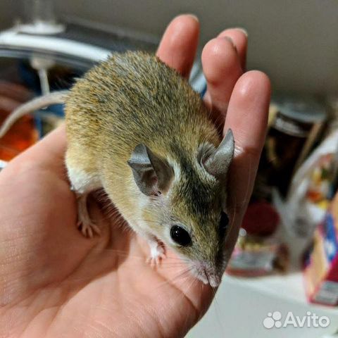 Акомис