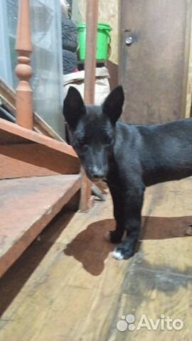 Отдам щенка метиса со стаффом в добрые руки