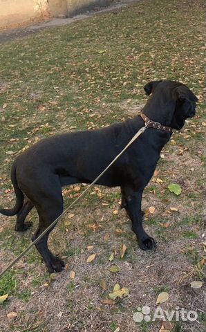 Собака порода кане-корсо Джесика