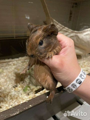 Морская свинка, мальчик