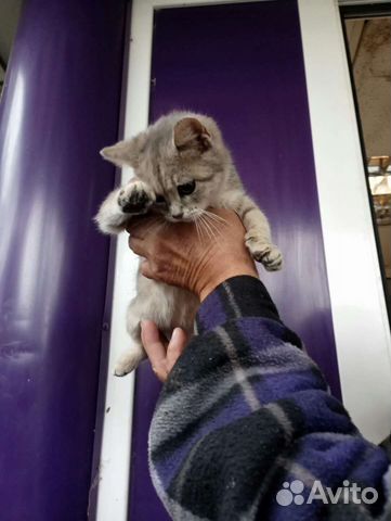 Кошечка Маргарита 2,5 мес