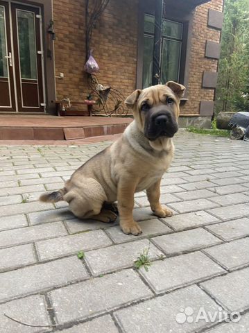 Шарпей овчарка