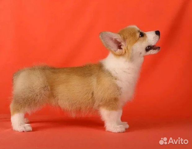 Щенки корги ищут новый дом