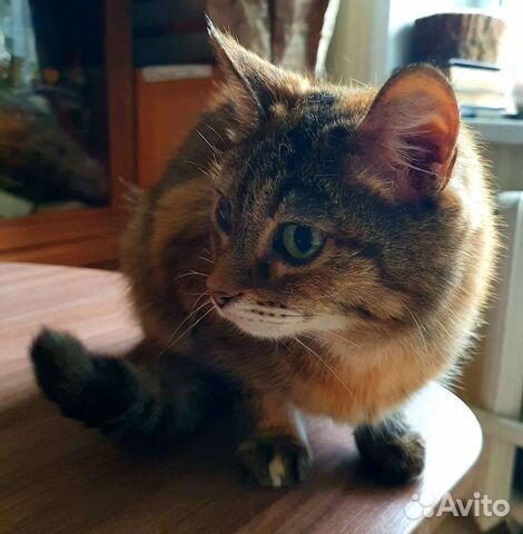 Кошка Кира с тяжёлой судьбой