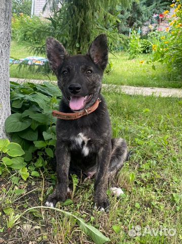 Щенок Джек ищет дом