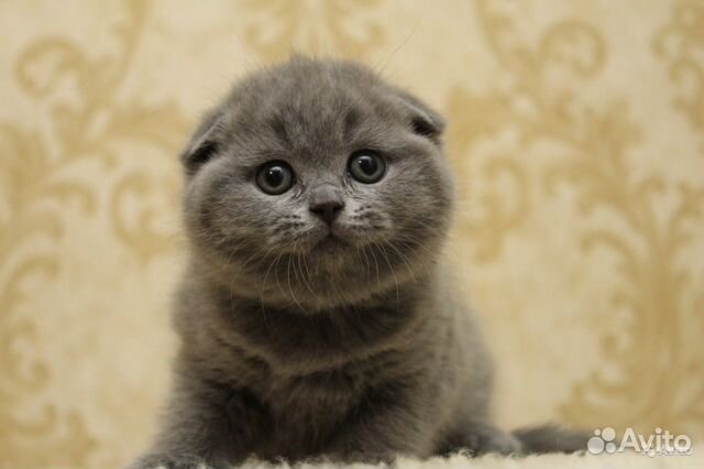 Роскошный вислоухий котик Джим