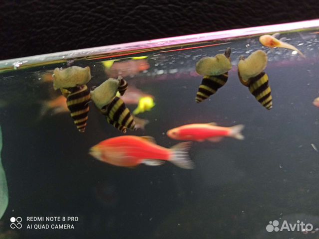 Хищная улитка Хелена