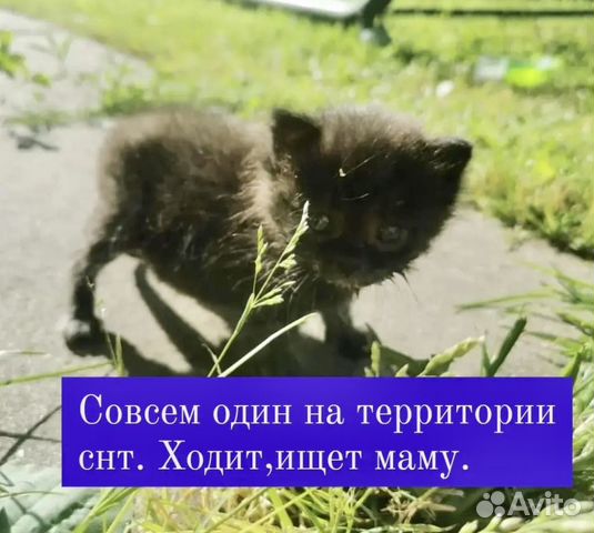 Шоколадного окраса котёнка бросили в СНТ