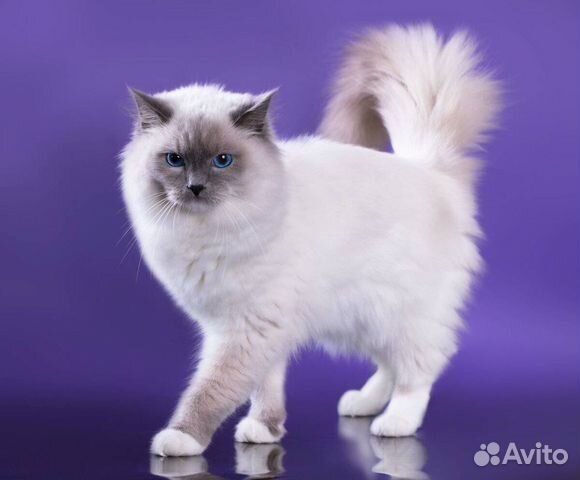 Кошка регдолл