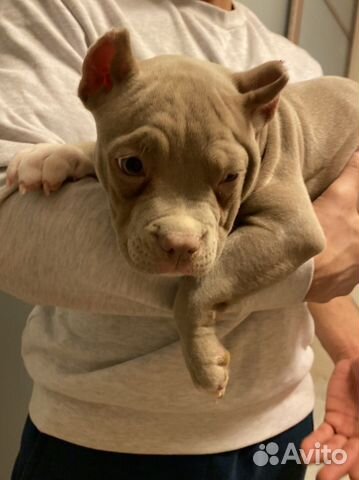 Американский булли classic щенок мальчик