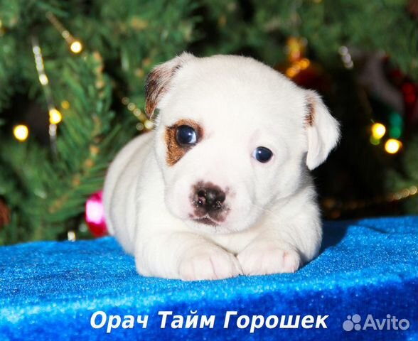 Щенок джек-рассел-терьера Горошек