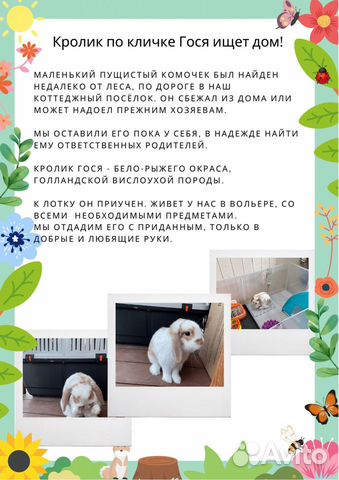 Декоративные кролики вислоухие