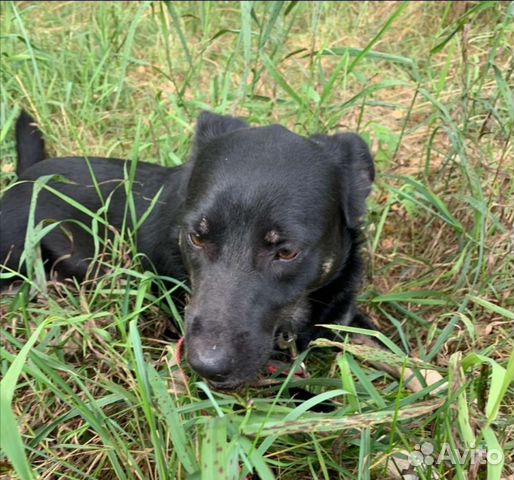 Спасите Багги из приюта