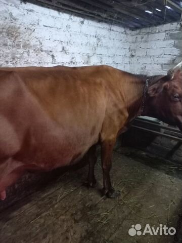 Молочная корова