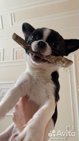 Кобель чихухуа с родословной, чистокровный вязка