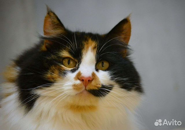Кошка в дар бесплатно
