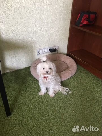 Мальтезе девочка