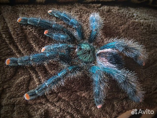 Паук птицеед Avicularia Metallica L3