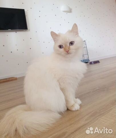 Кошка молодая бесплатно