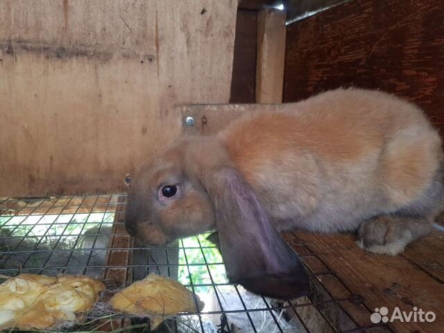 Крольчата Французского барана