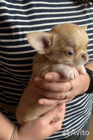 Мини девочка чихуахуа