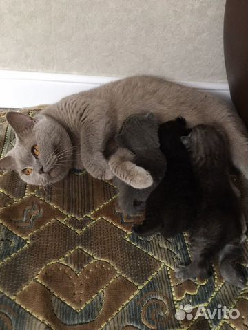 Британские котята