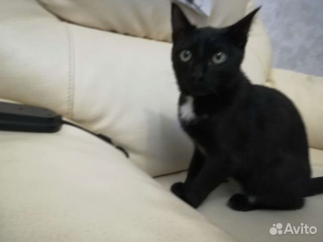 Котята Бэтти и Уголек