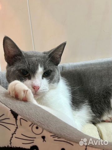 Кот Андрюха 10 мес