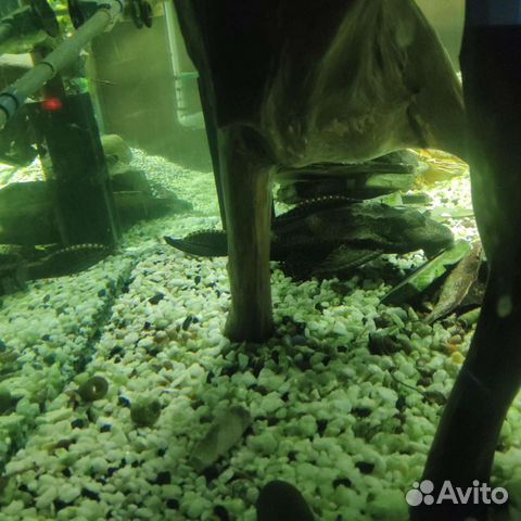 Сом птеригоплихт 2 шт