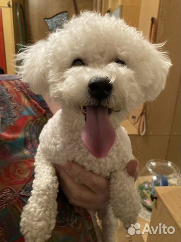 Собака бишон фризе
