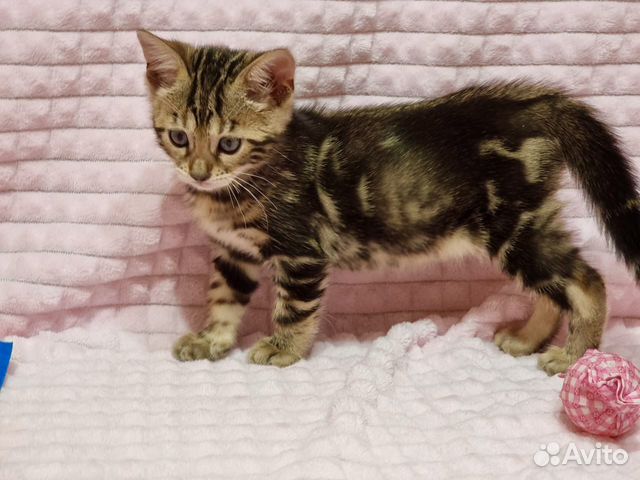 Бенгалята редкого окраса и классика