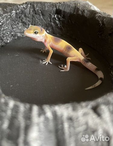 Эублефар Танжерин Энигма